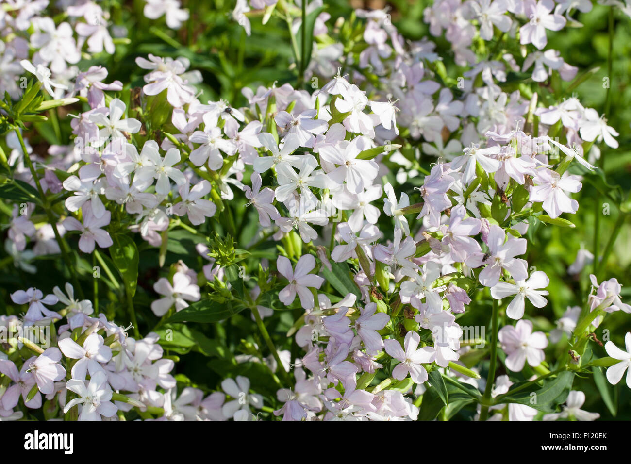 Common soapwort, bouncing-bet, crow soap, wild sweet William, soapweed ...