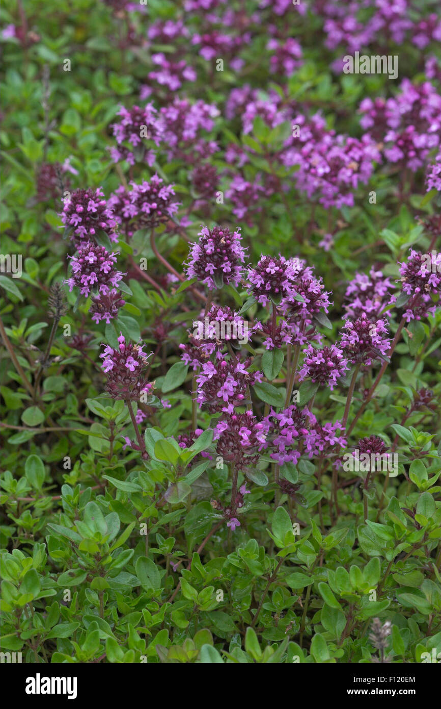 Praecox alba hi-res stock photography and images - Alamy