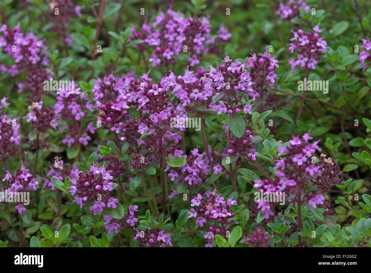 Alba Thyme, Hairy Thyme, Frühblühender Thymian, Niedergestreckter ...