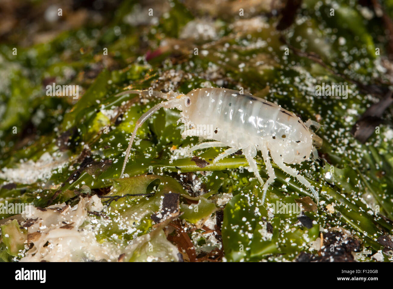Sandhopper hi-res stock photography and images - Alamy