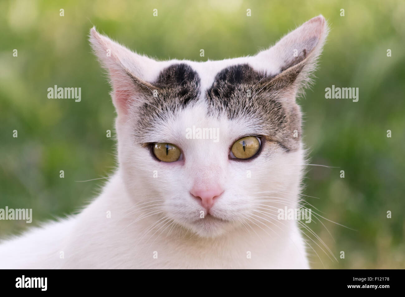 Street cat portrait Stock Photo - Alamy