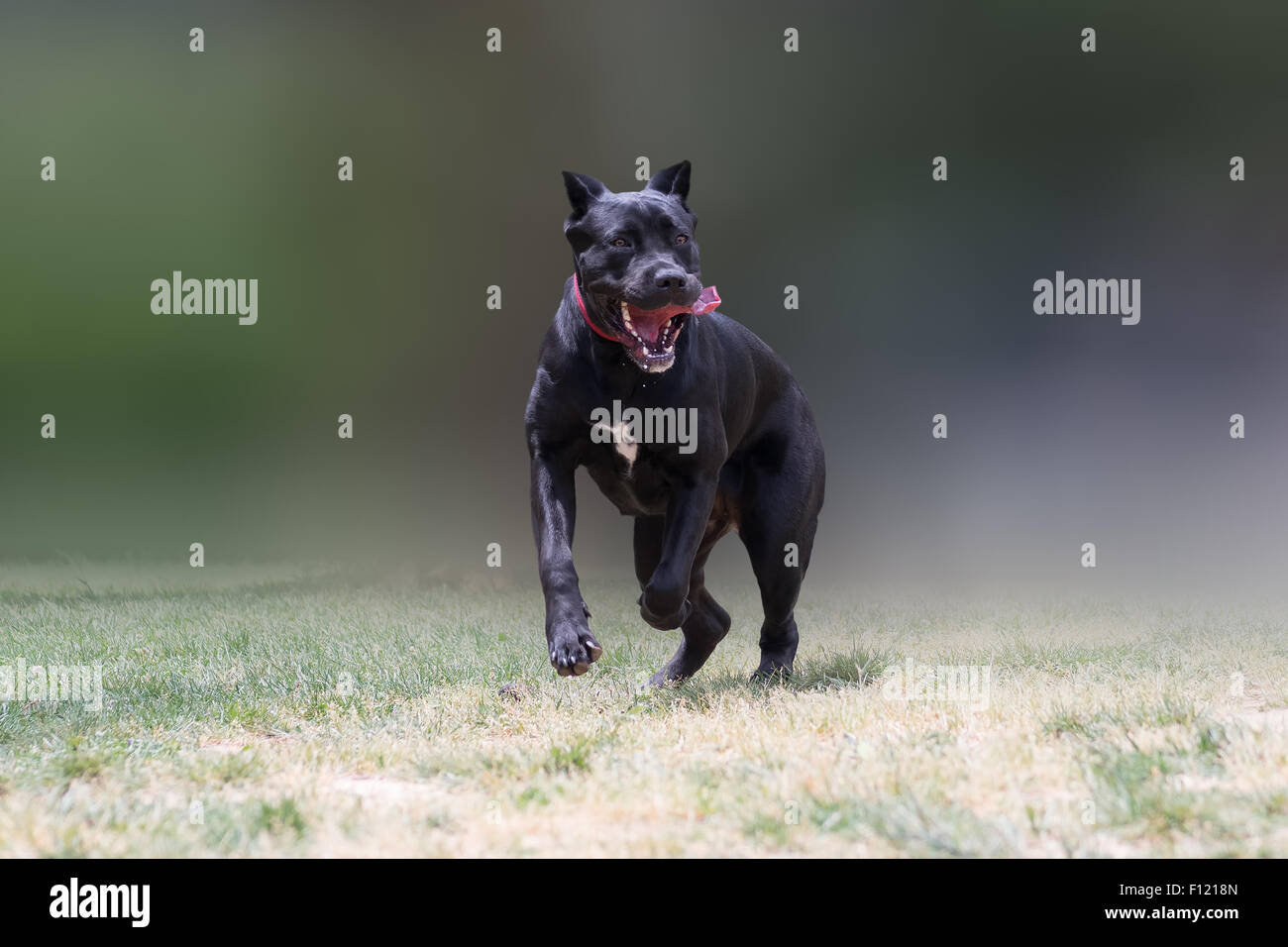 Are Cane Corso Good Running Dogs