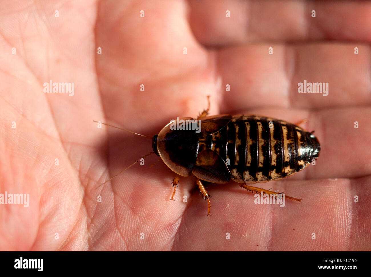 Giant Cockroaches High Resolution Stock Photography and Images - Alamy
