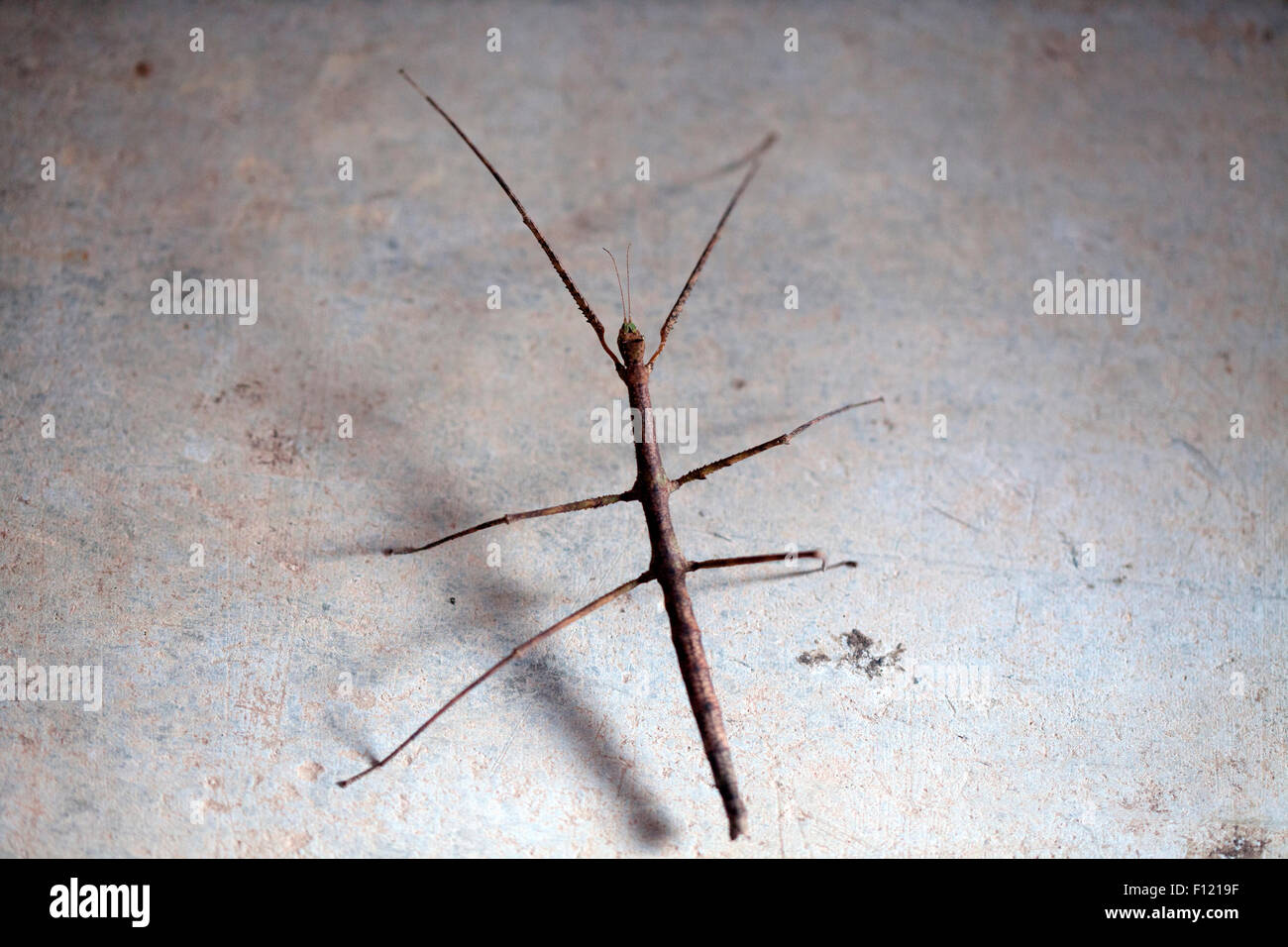 A stick insect in Cappas Insectozoo, Vila Ruiva, Cuba, Portugal Stock ...