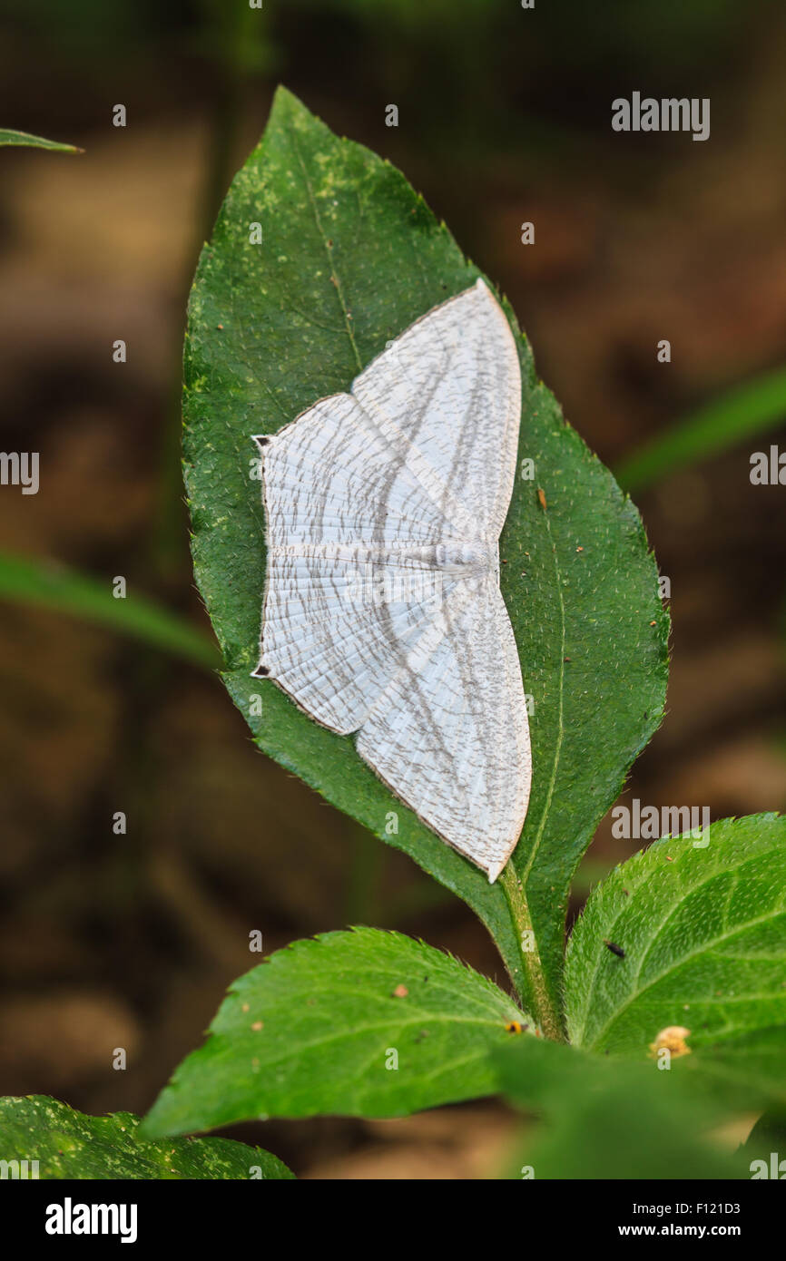Night butterfly hi-res stock photography and images - Alamy