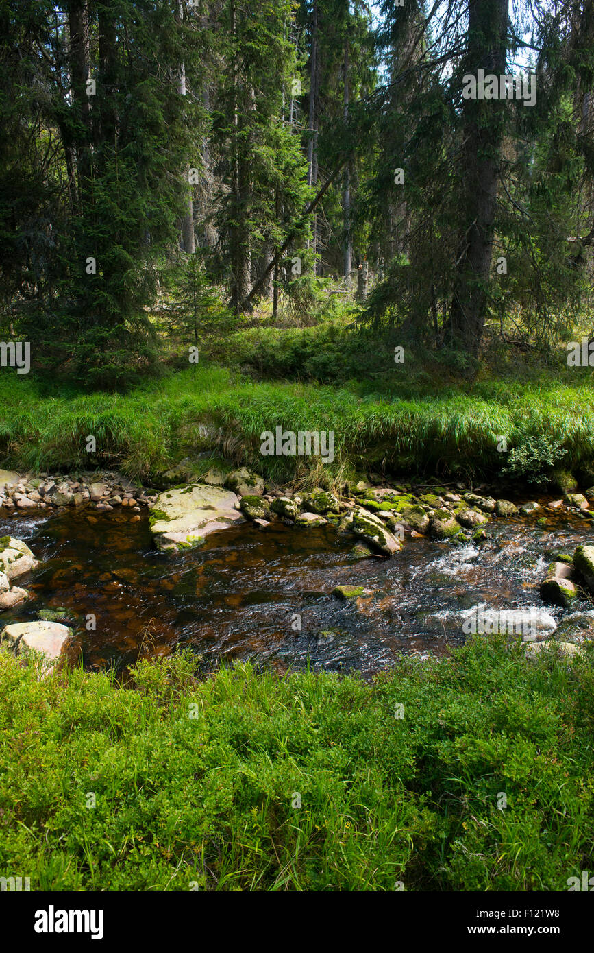 Modravsky potok, Modrava stream, National Park Sumava, Czech Republic ...