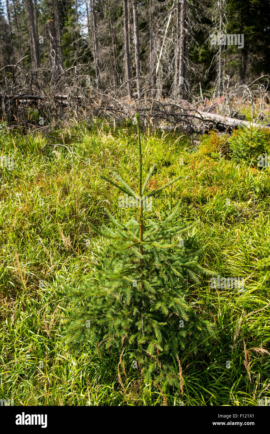 Modravsky potok, Modrava stream, National Park Sumava, Czech Republic ...