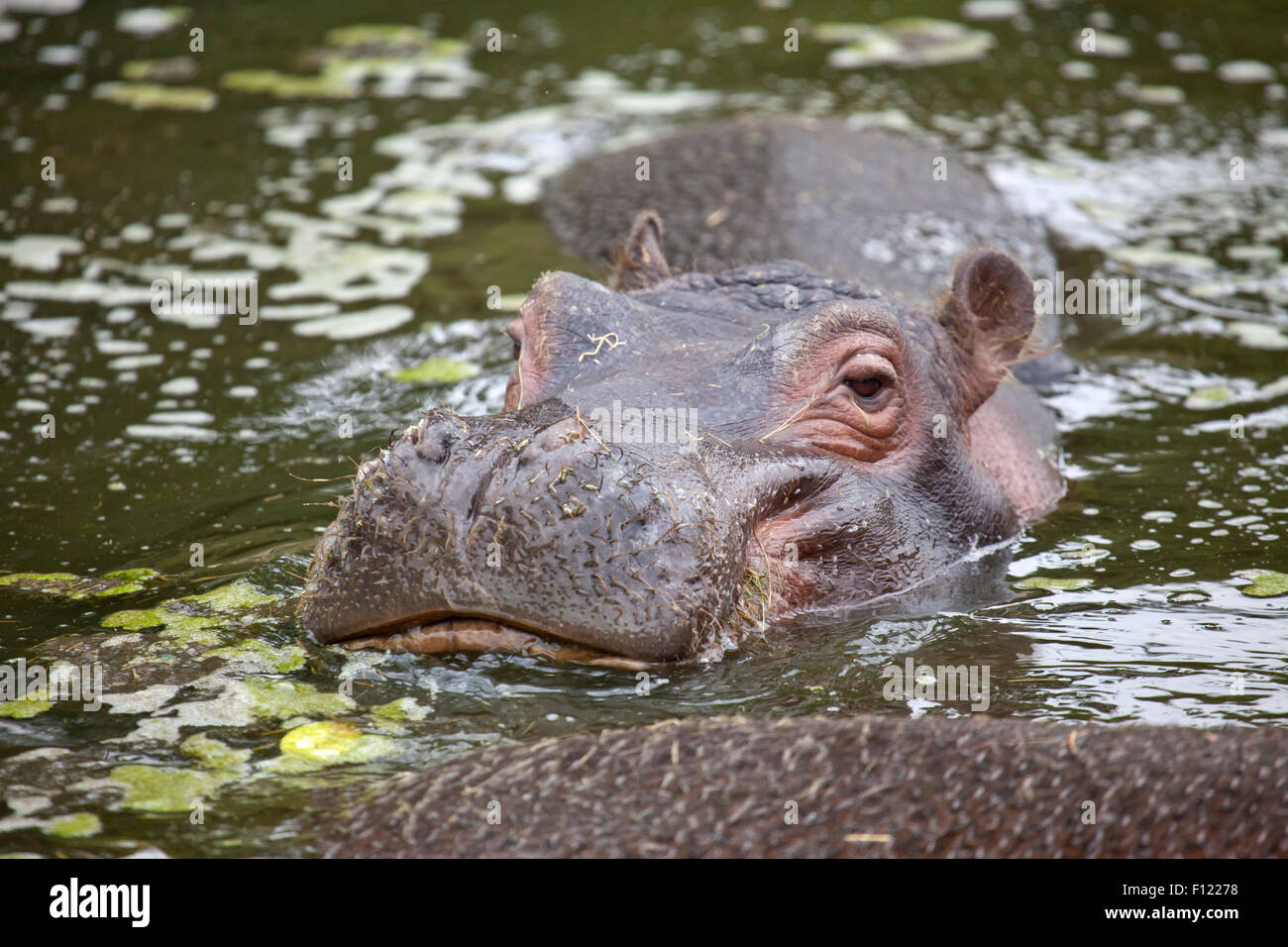 A head profile of a Common Hippopotamus Calf in water Stock Photo - Alamy