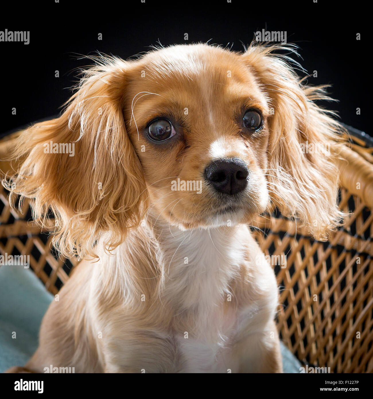 Cavapoo puppy sits on a light blue cushion on an ornamental wicker seat ...