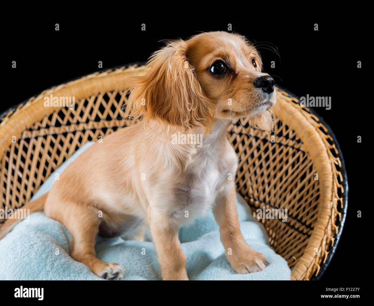Cavapoo Puppies High Resolution Stock Photography and Images - Alamy