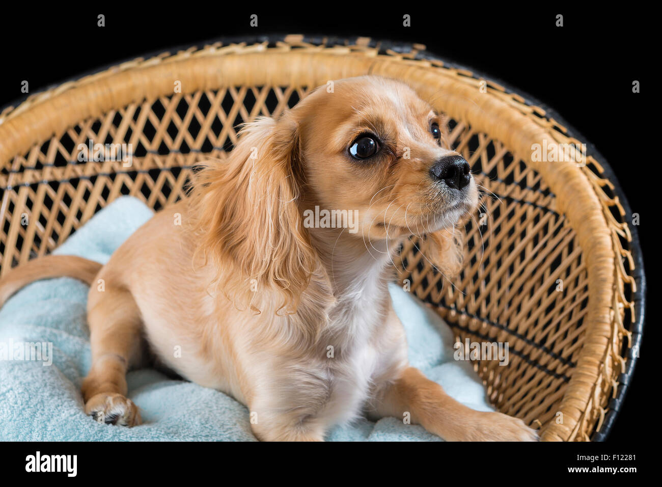 Cavapoo puppy sits on a light blue cushion on an ornamental wicker seat ...