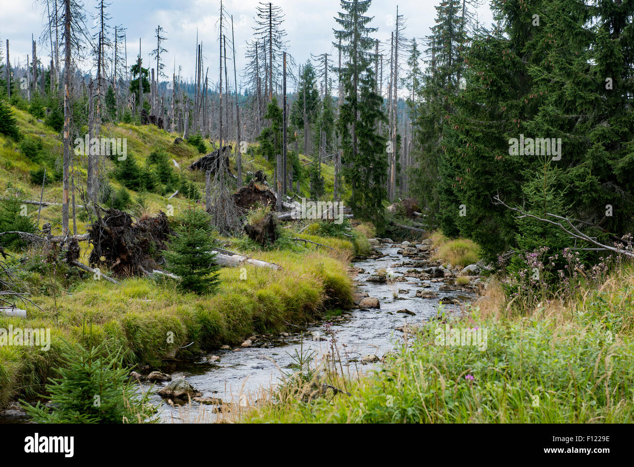 Modravsky potok, Modrava stream, National Park Sumava, Czech Republic ...