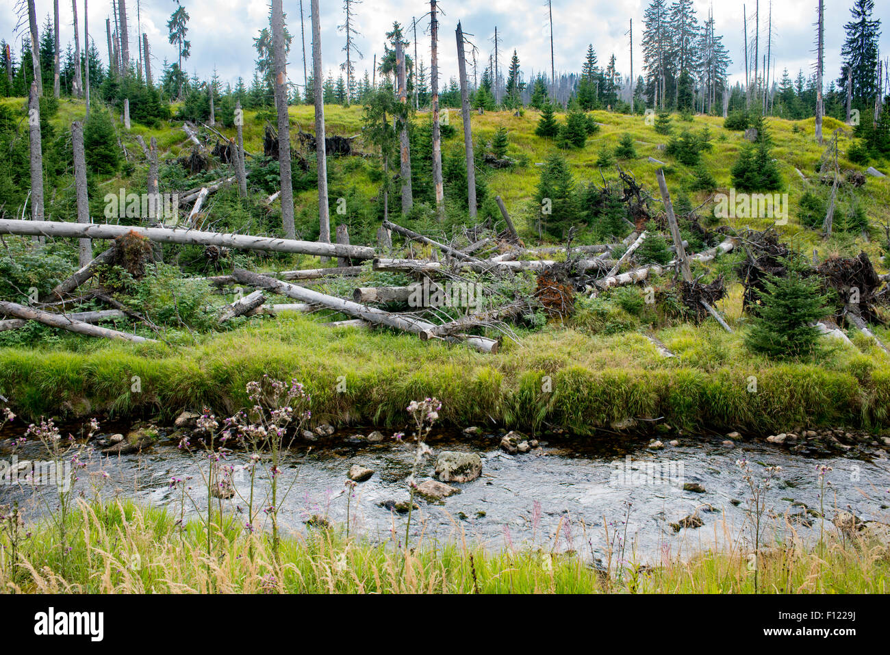 Modravsky potok, Modrava stream, National Park Sumava, Czech Republic ...