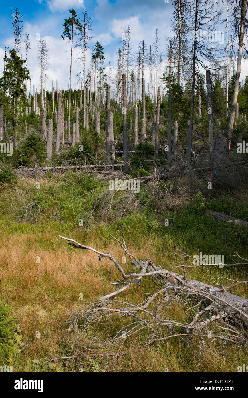 Modravsky potok, Modrava stream, National Park Sumava, Czech Republic ...