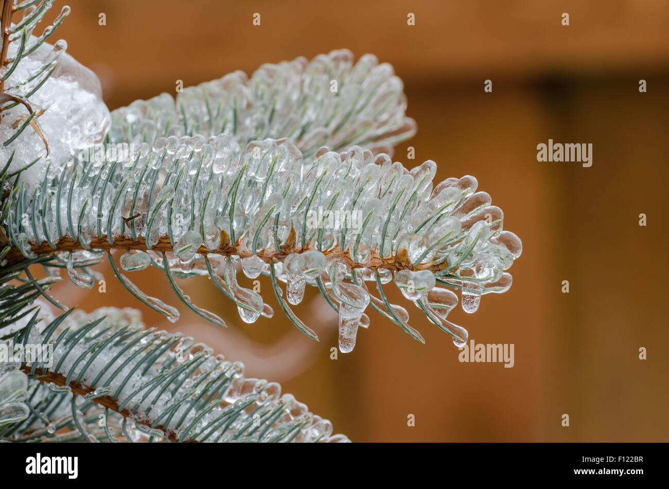 Twigs of tree encased in ice after a freezing rain storm Stock Photo ...