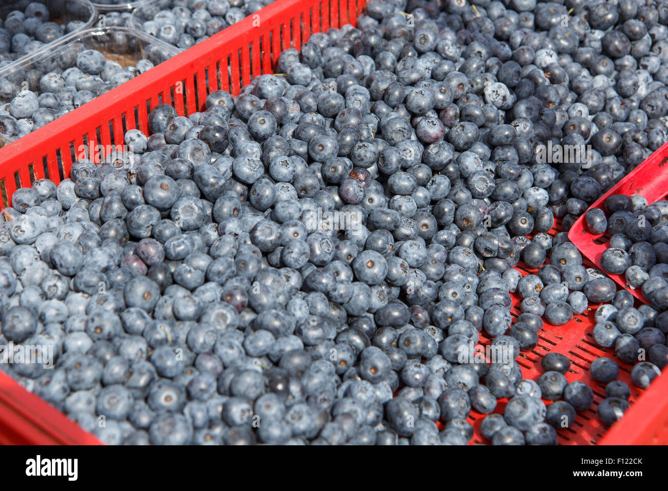 Blue berry pile hi-res stock photography and images - Alamy