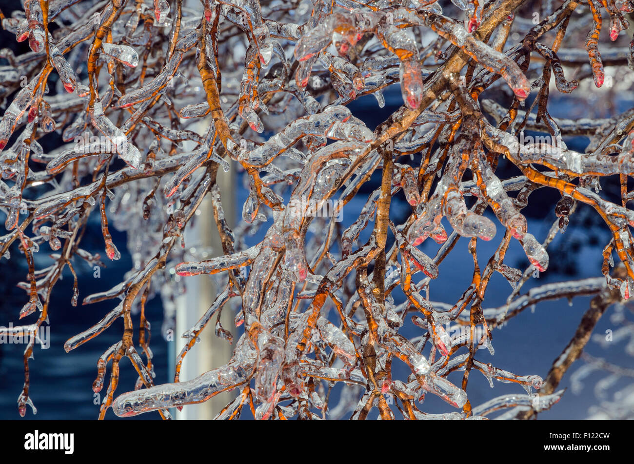 Ice encased trees hi-res stock photography and images - Alamy