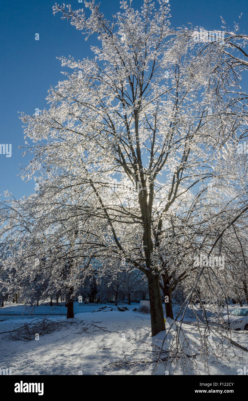 Twigs of tree encased in ice after a freezing rain storm Stock Photo ...