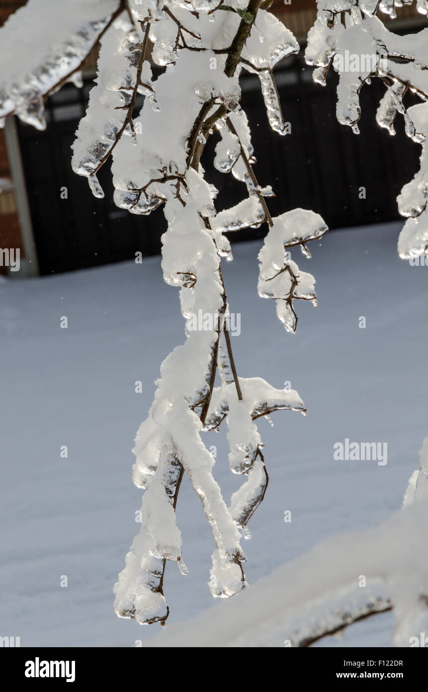 Twigs of tree encased in ice after a freezing rain storm Stock Photo ...