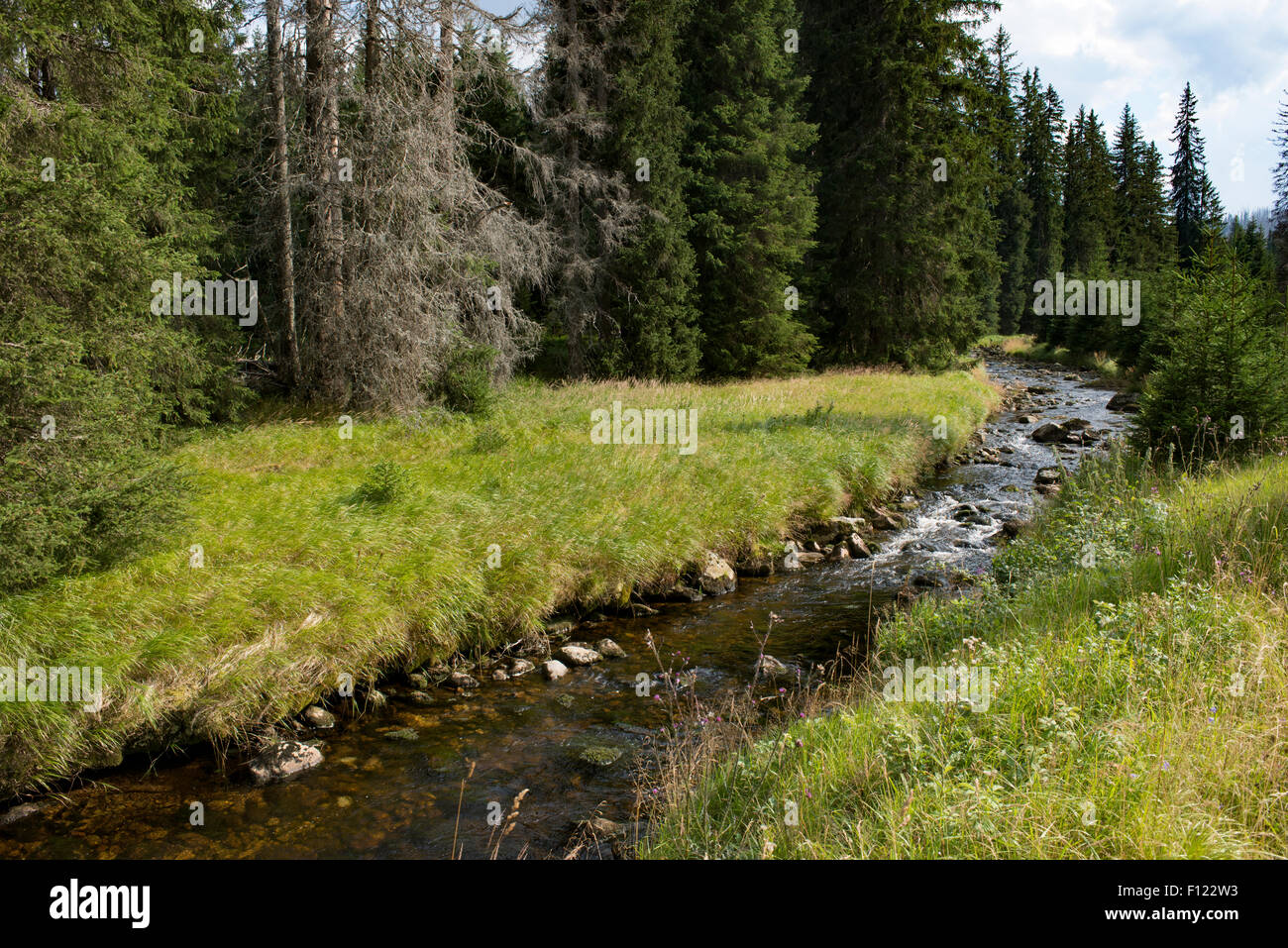 Modravsky potok, Modrava stream, National Park Sumava, Czech Republic ...