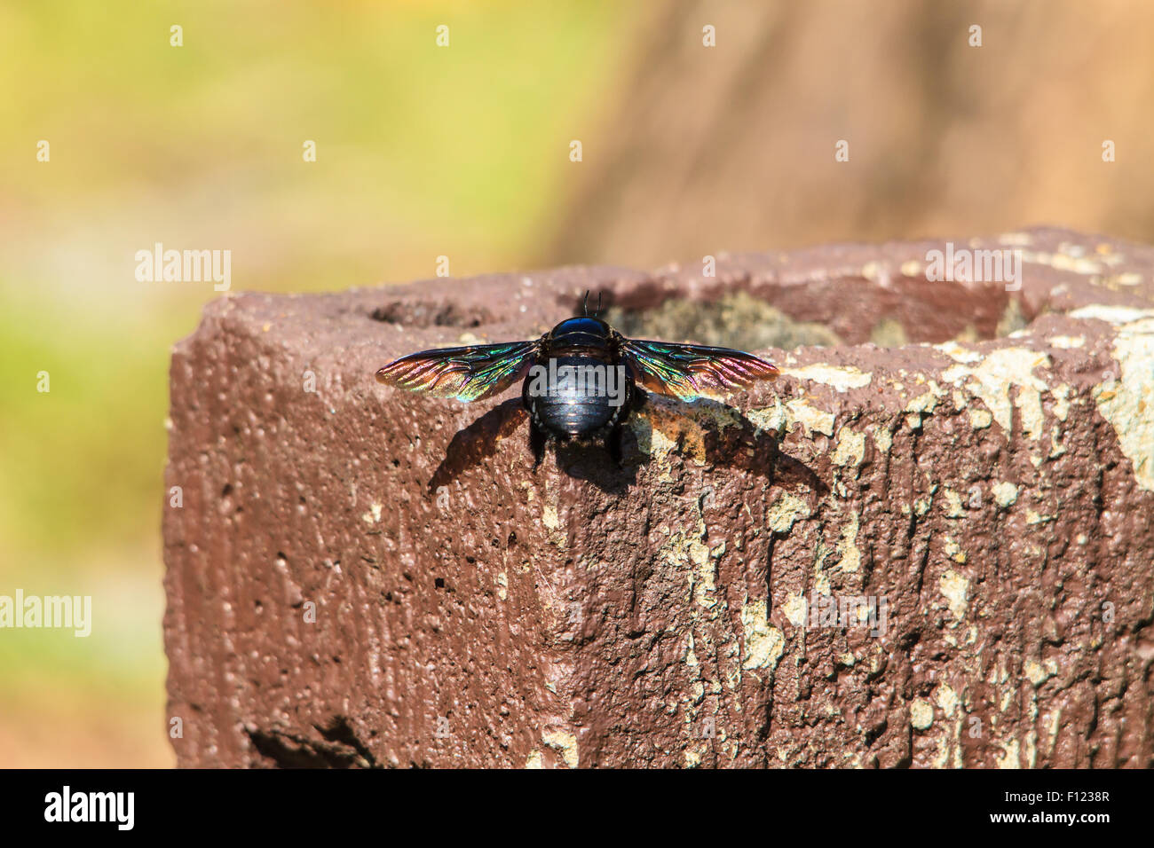 Carpenter bee (Xylocopa varipuncta),black Insect Stock Photo - Alamy