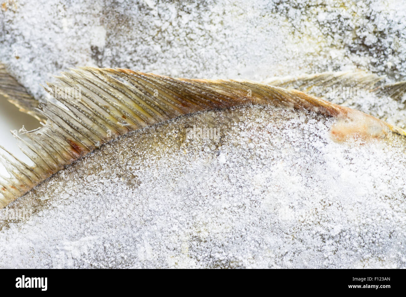Frost Fish High Resolution Stock Photography and Images - Alamy
