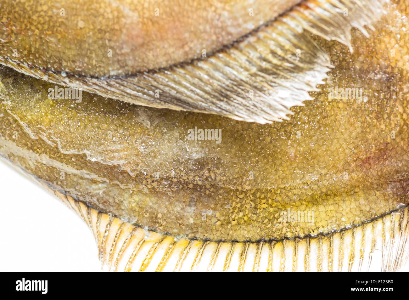 Fins fish hi-res stock photography and images - Alamy