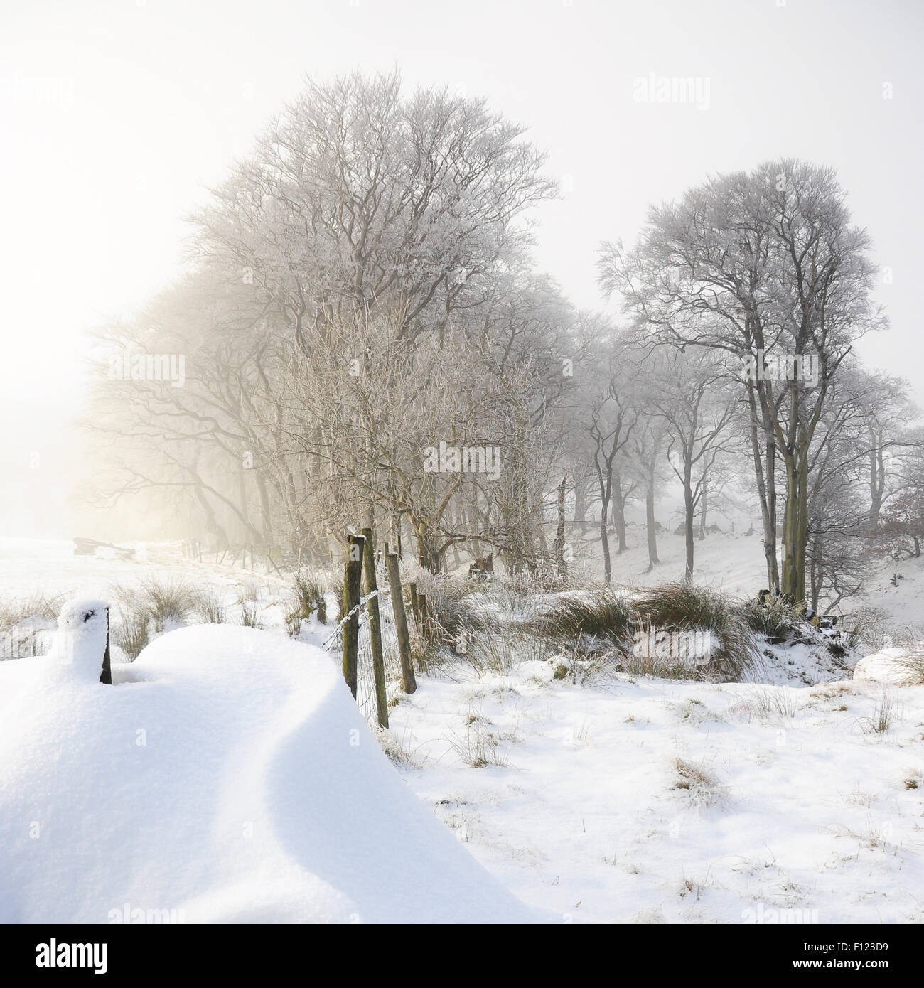 Snowdrift and trees in a beautiful winter landscape on a misty morning ...