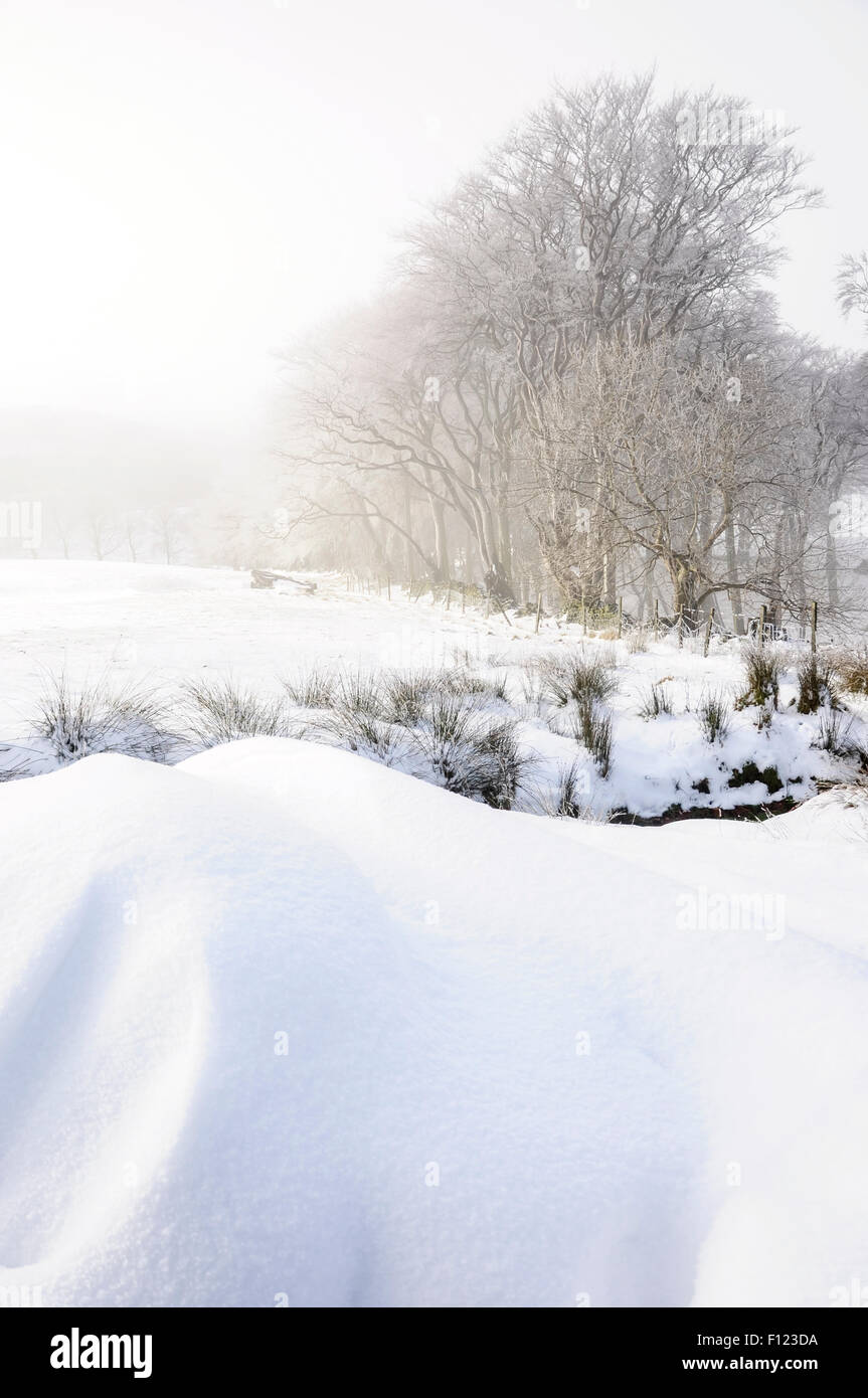 Snowdrift and trees in a beautiful winter landscape on a misty morning ...
