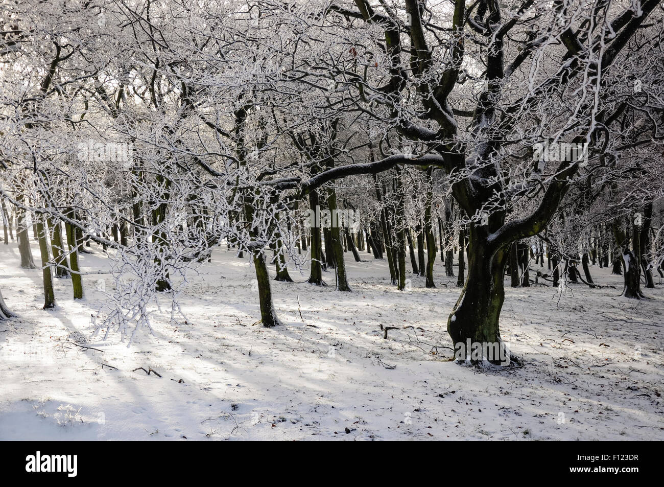 Landscape hills trees covered hi-res stock photography and images - Alamy