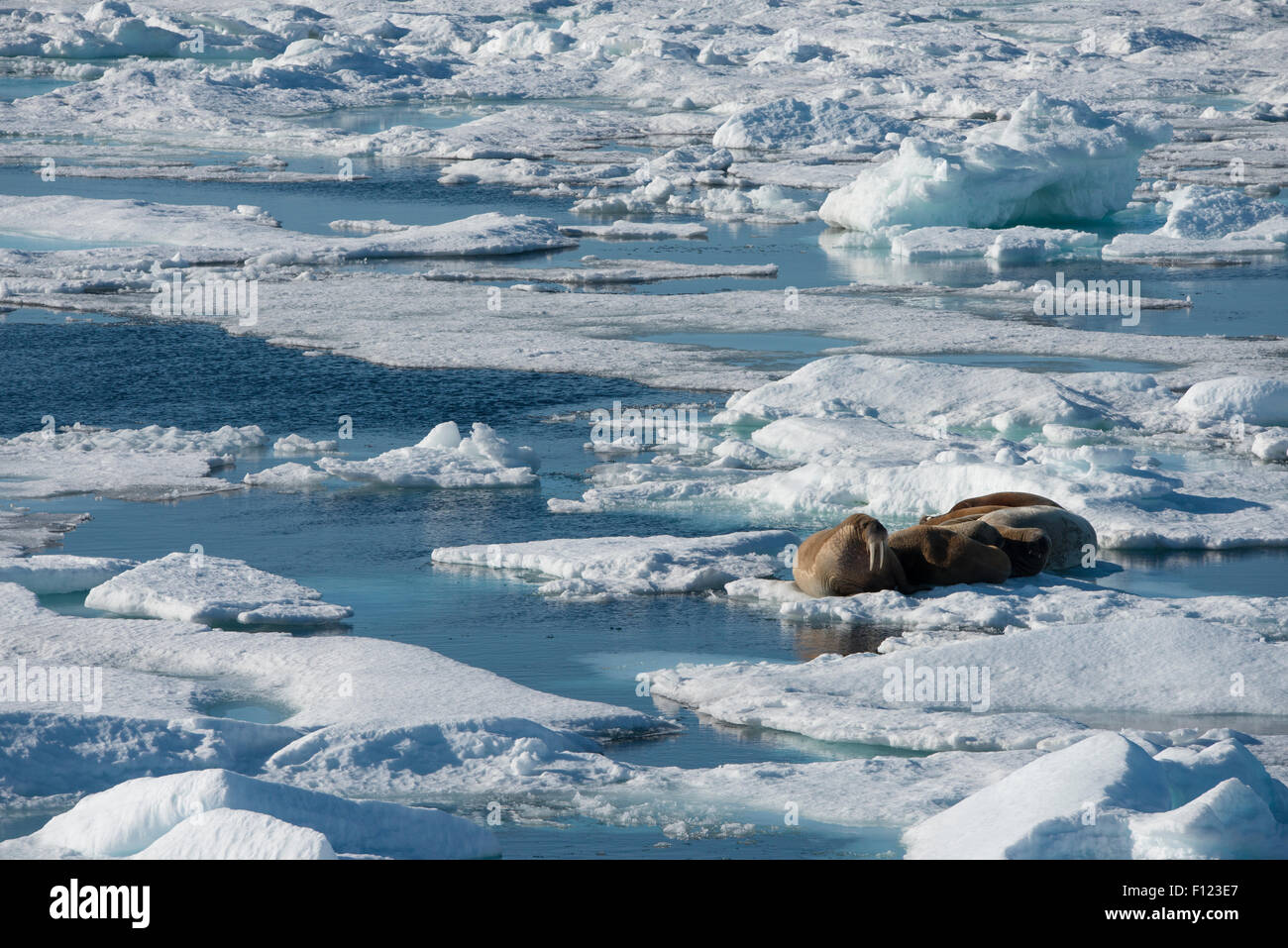 Norway, Barents Sea, Svalbard, Sjuoyane, Seven Islands. Northeast ...