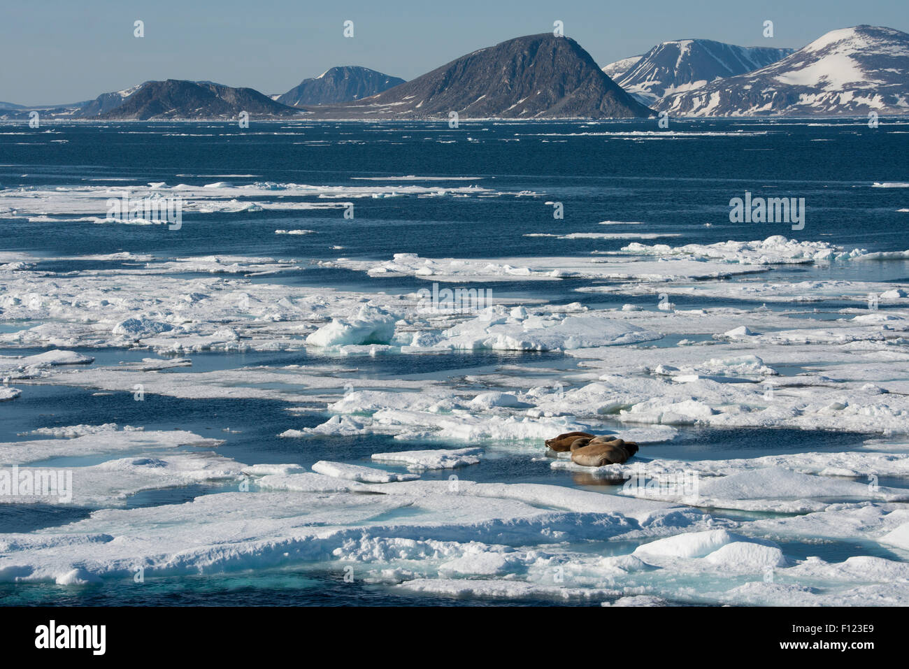Northeast svalbard nature reserve hi-res stock photography and images ...