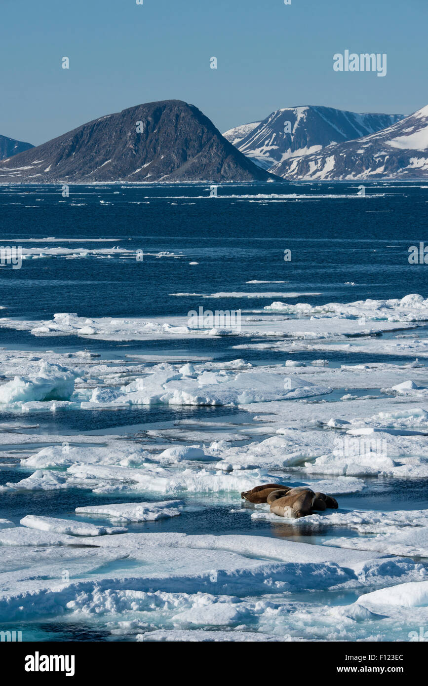 Norway, Barents Sea, Svalbard, Sjuoyane, Seven Islands. Northeast ...