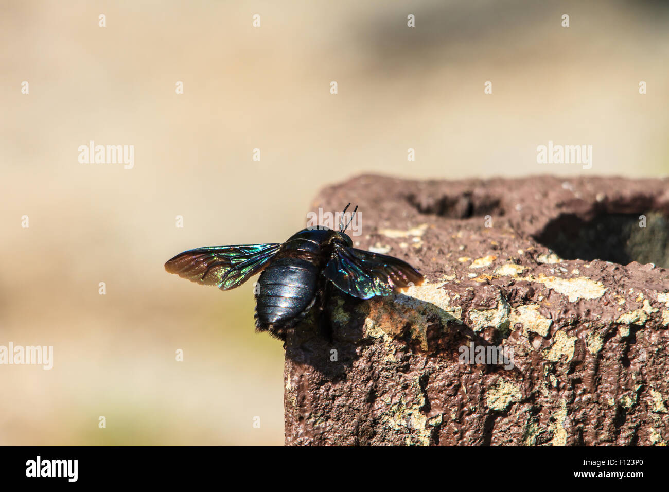 Carpenter bee (Xylocopa varipuncta),black Insect Stock Photo - Alamy