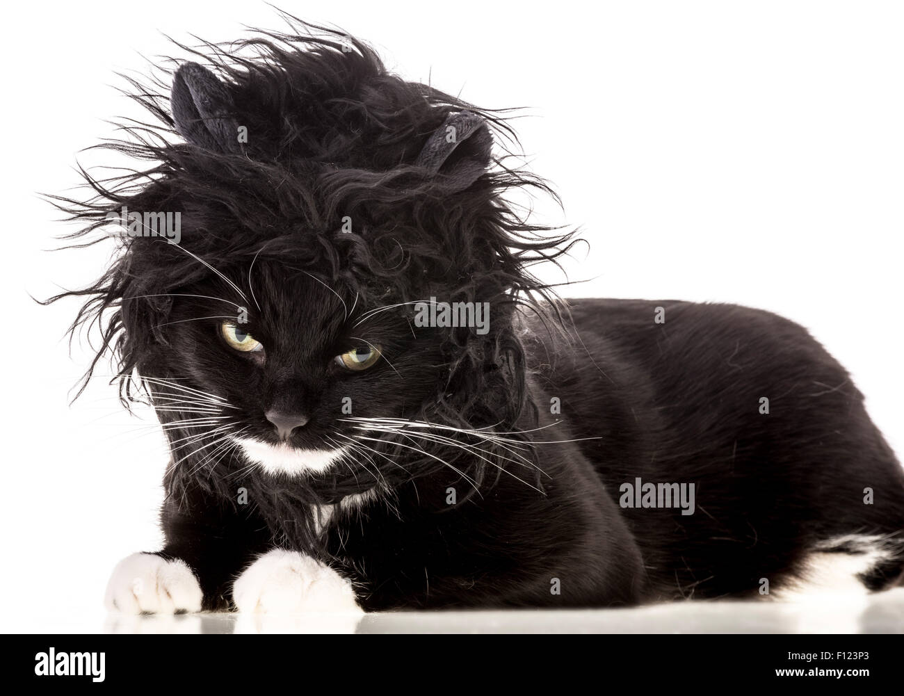 Black and white cat funny hi-res stock photography and images - Alamy