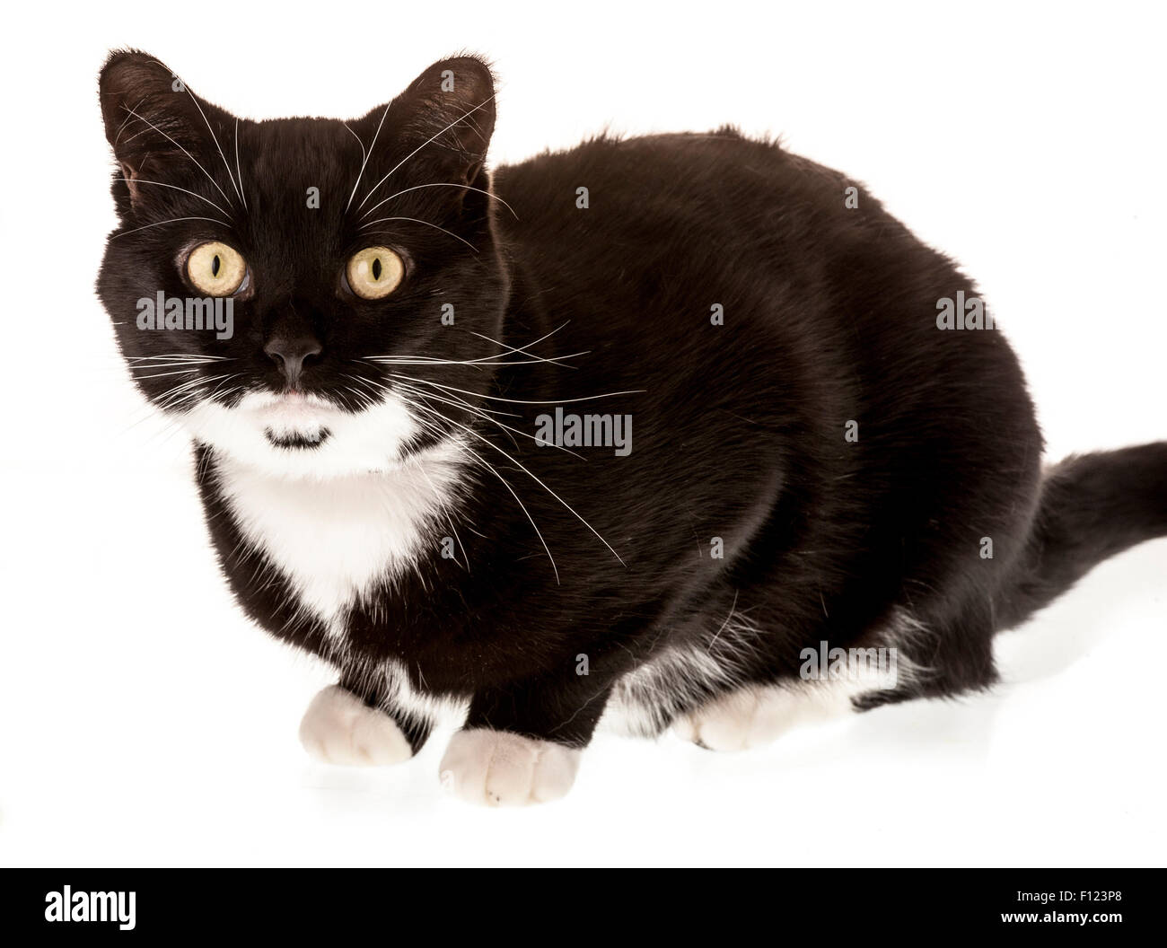 Scared cat hi-res stock photography and images - Alamy