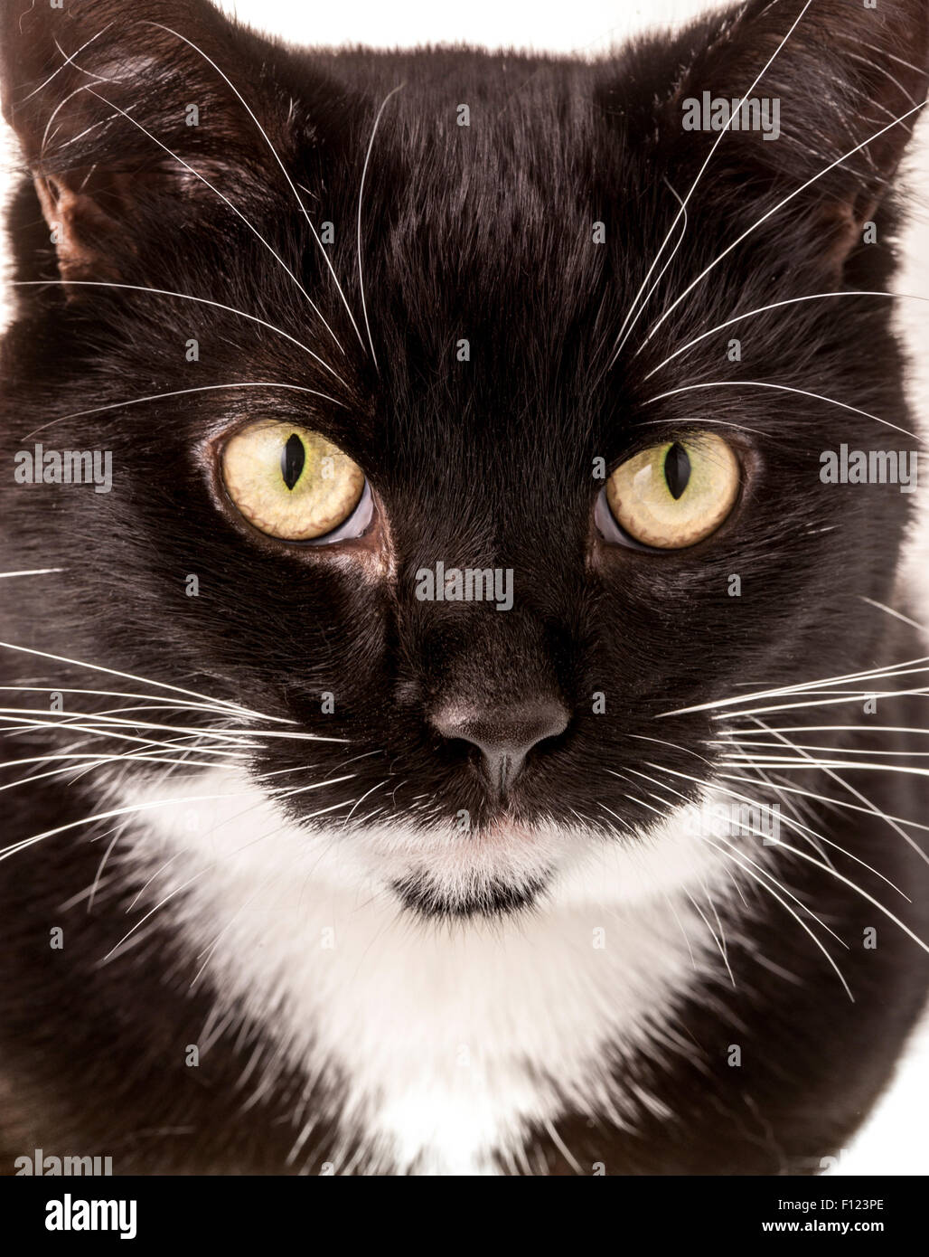 Black face cat hi-res stock photography and images - Alamy