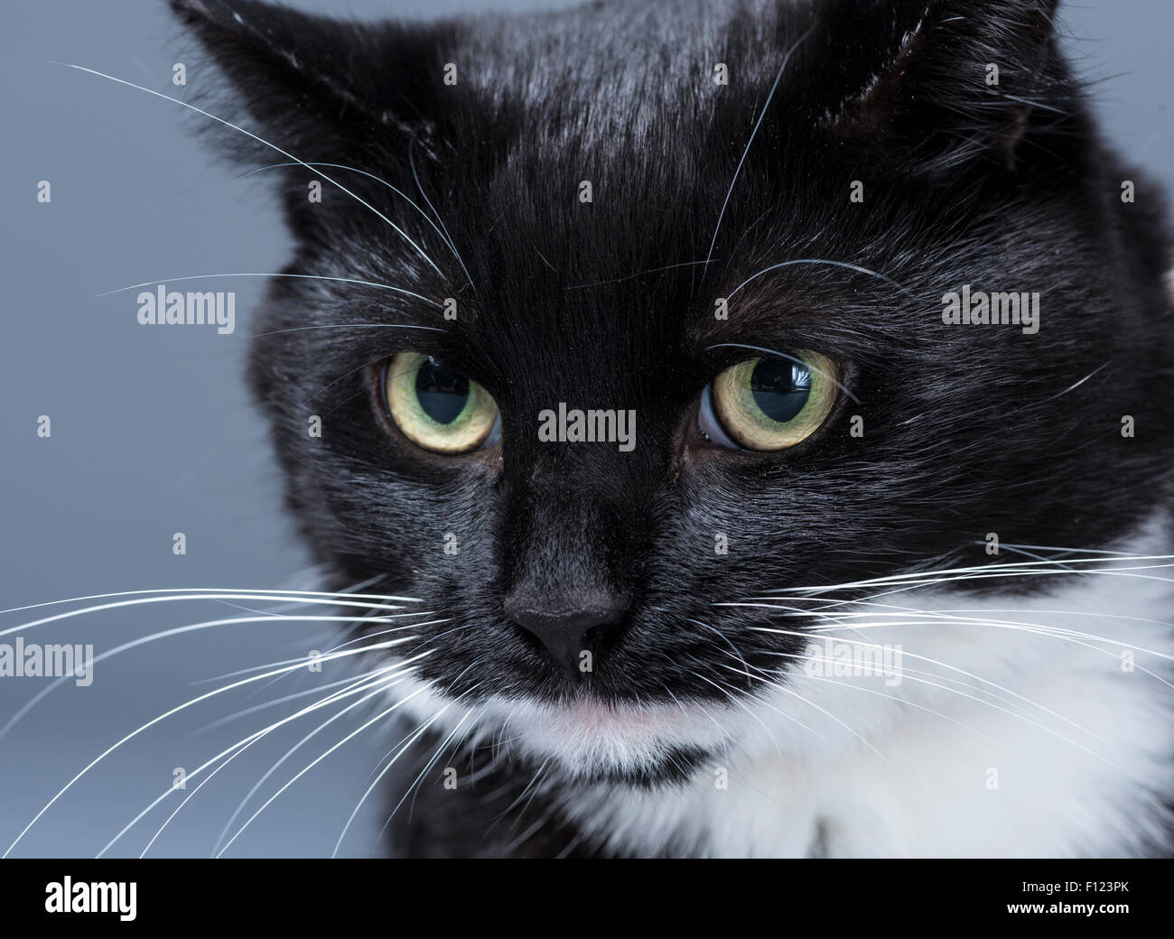 Black cat stalking hi-res stock photography and images - Alamy