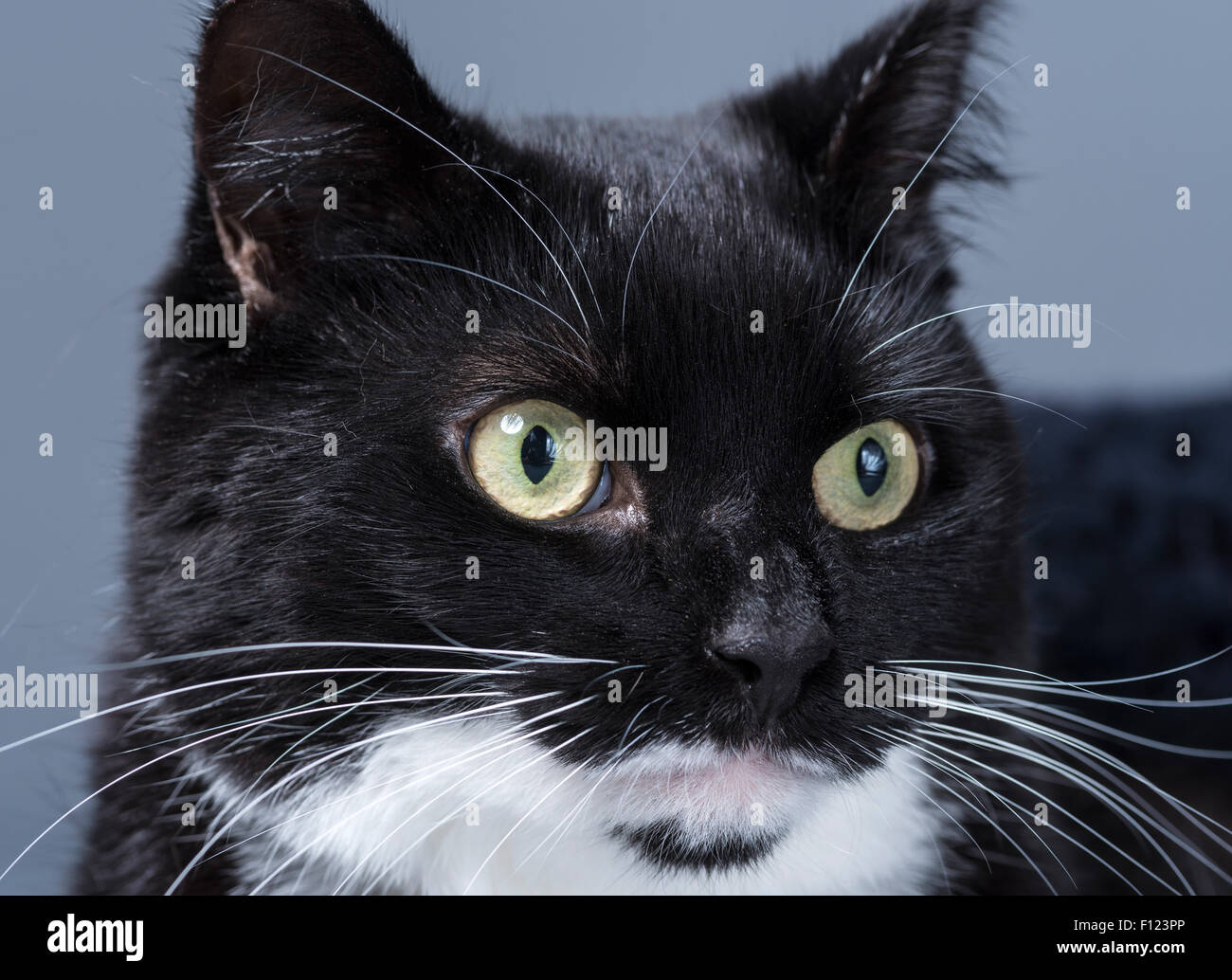 White whiskers cat hi-res stock photography and images - Alamy
