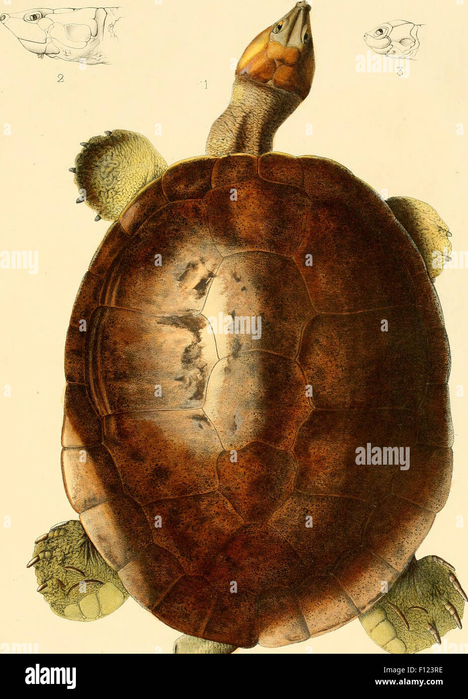 A tortoise hi-res stock photography and images - Alamy