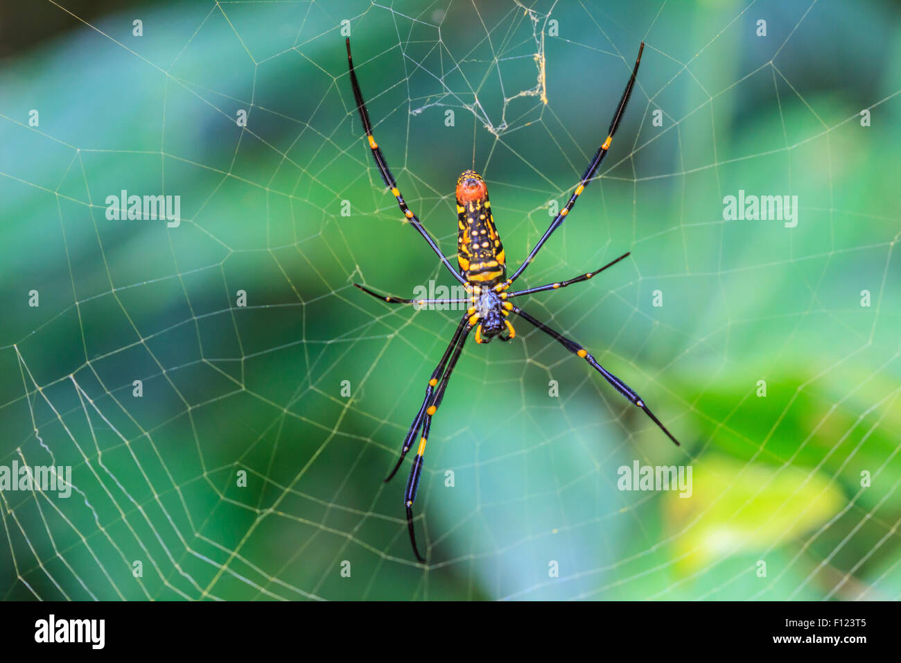 Large tropical spider - nephila (golden orb) on web Stock Photo - Alamy