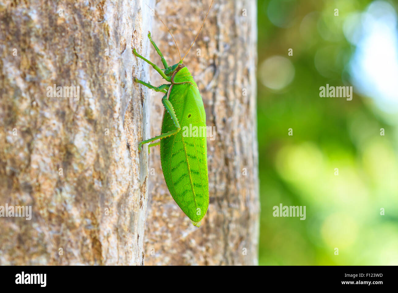 grasshopper macro on tree in nature Stock Photo - Alamy