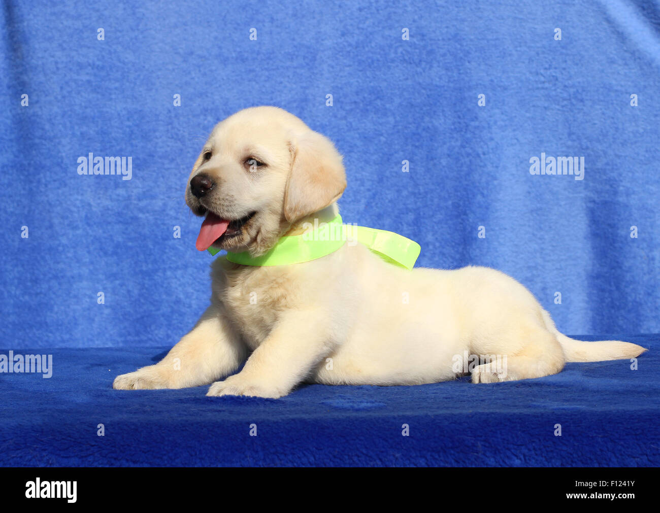 cute labrador puppy laying on blue background Stock Photo - Alamy