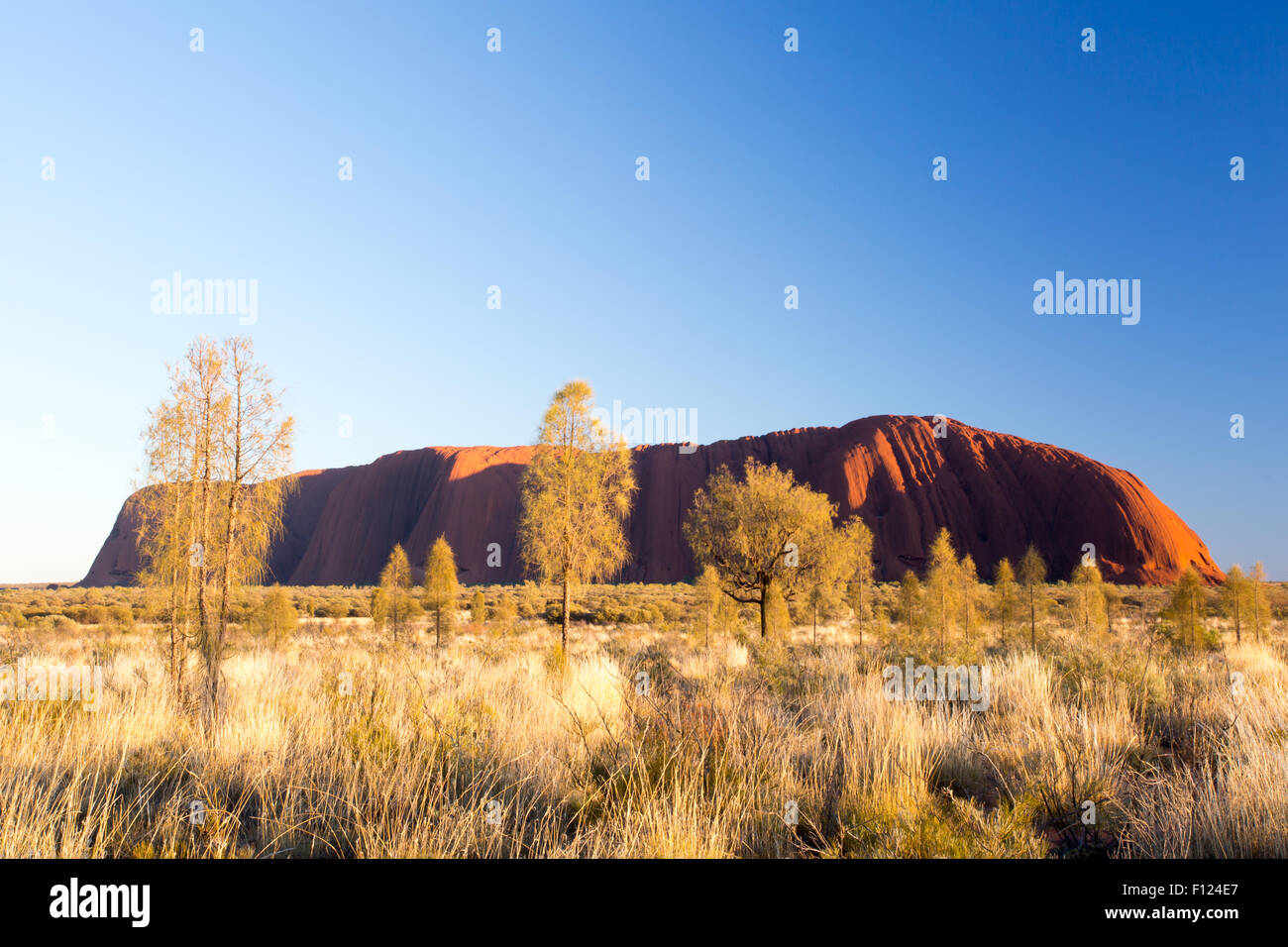 Majestic Uluru at sunrise on a clear winter's morning in the Northern ...