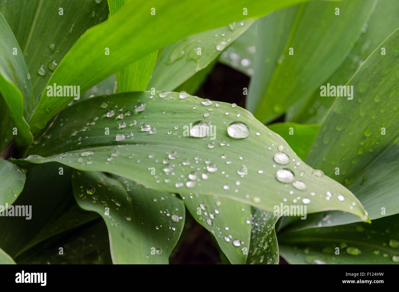 lily-of-the-valley and dew drops on the leaves Stock Photo - Alamy