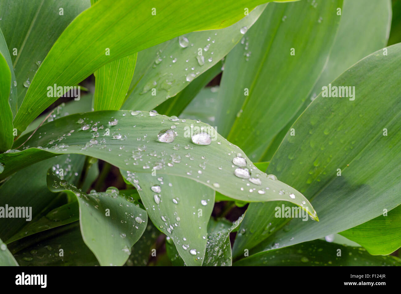 lily-of-the-valley and dew drops on the leaves Stock Photo - Alamy
