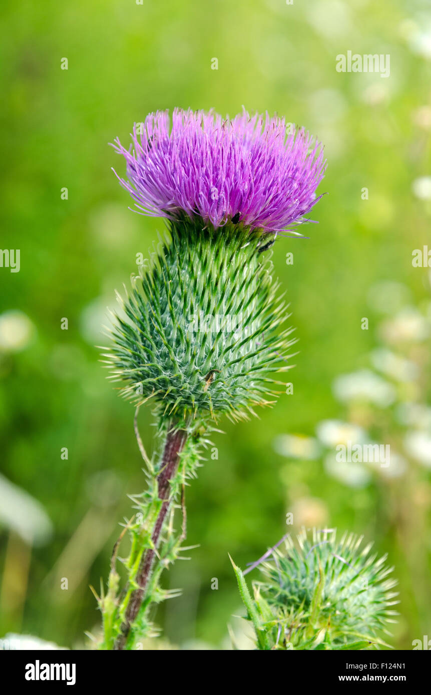 Arctium Lappa High Resolution Stock Photography and Images - Alamy