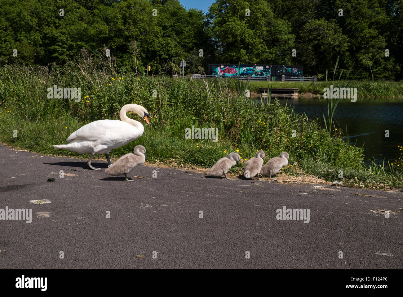 Cygnus olor, mute swans and young at Corkagh Park on the outskirts of ...