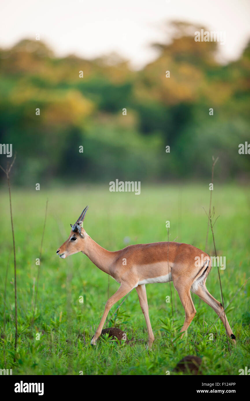 Impala males rutting hi-res stock photography and images - Alamy