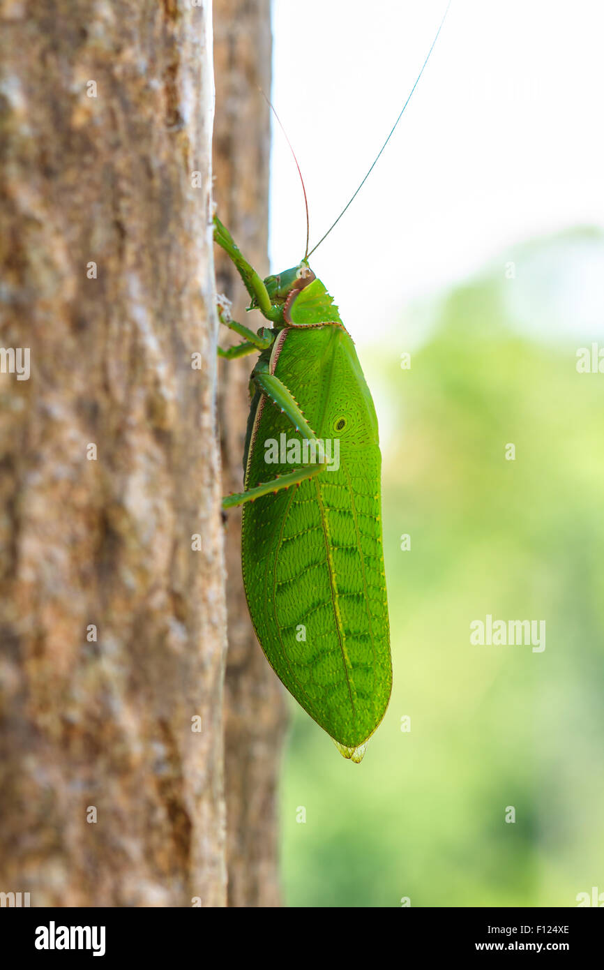 grasshopper macro on tree in nature Stock Photo - Alamy